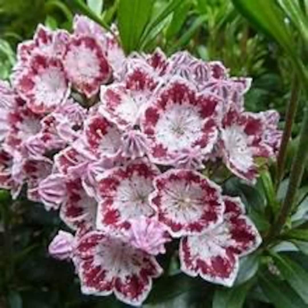 Mountain Laurel 'minuet' Kalmia Latifolia Live Plant Evergreen Shrub ...