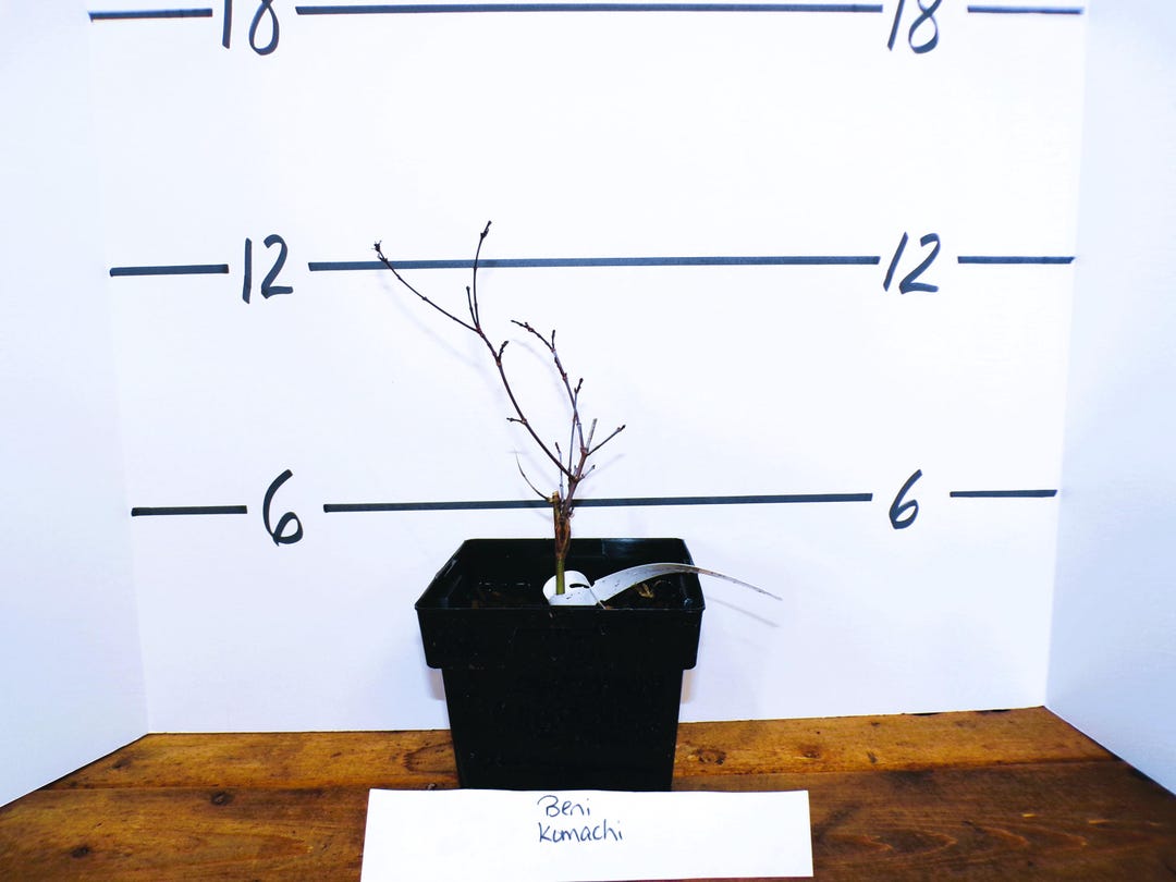 Japanese Maple 'beni Komachi' Acer Palmatum Live SEMI-DORMANT Grafted ...