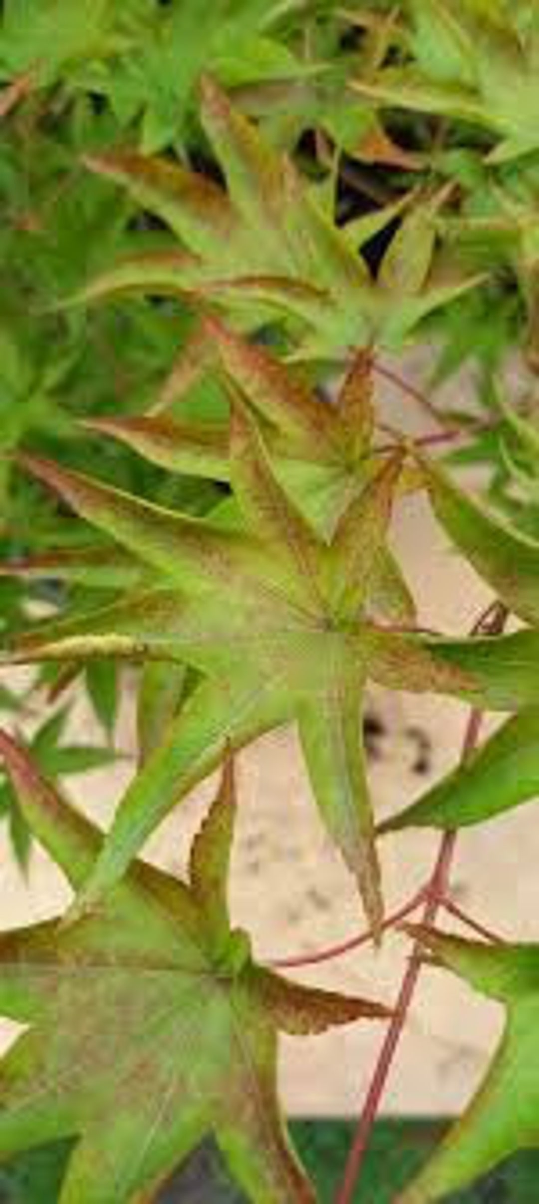 Japanese Maple 'tana' Acer Palmatum Live Grafted Tree Rare Reddish ...