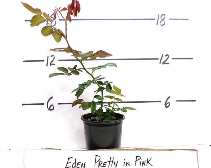 Climbing Rose Eden 'pretty in Pink' 'margaret Mae' Rosa Live Plant ...