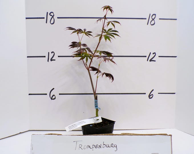Japanese Maple 'trompenburg' Acer Palmatum Live Grafted Tree Red Hand ...