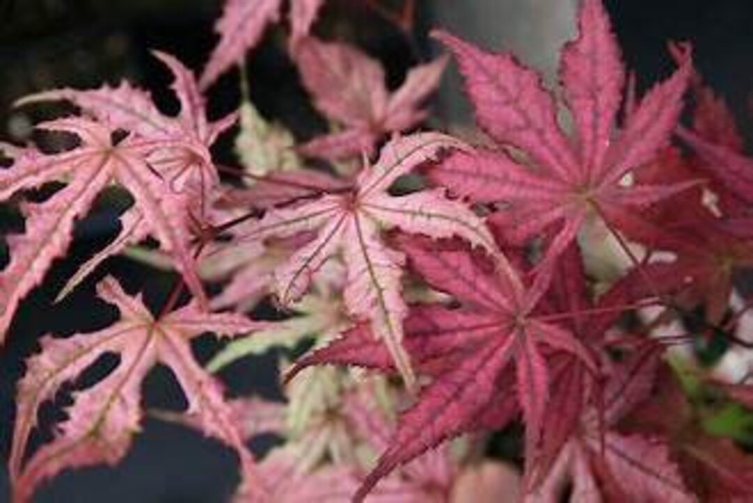 Japanese Maple 'uncle Ghost' Acer Palmatum Live Grafted Tree Ghost ...