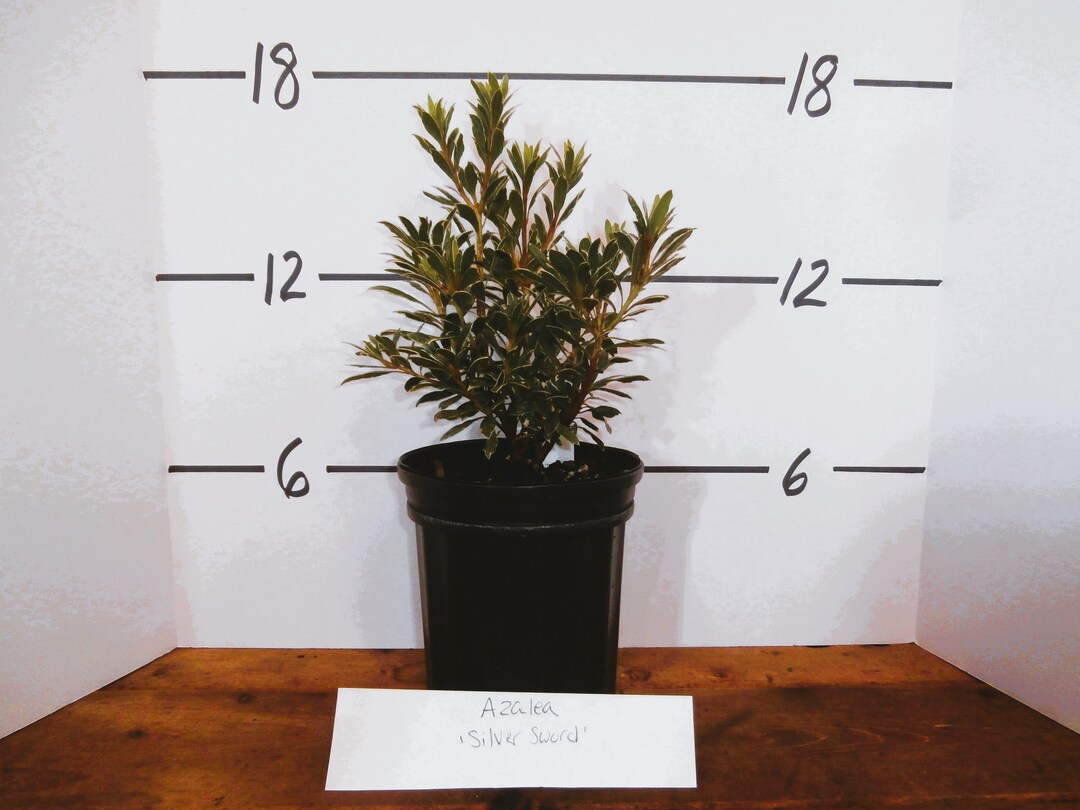 Azalea 'silver Sword' Variegated Evergreen Live Plant Flowering Shrub ...