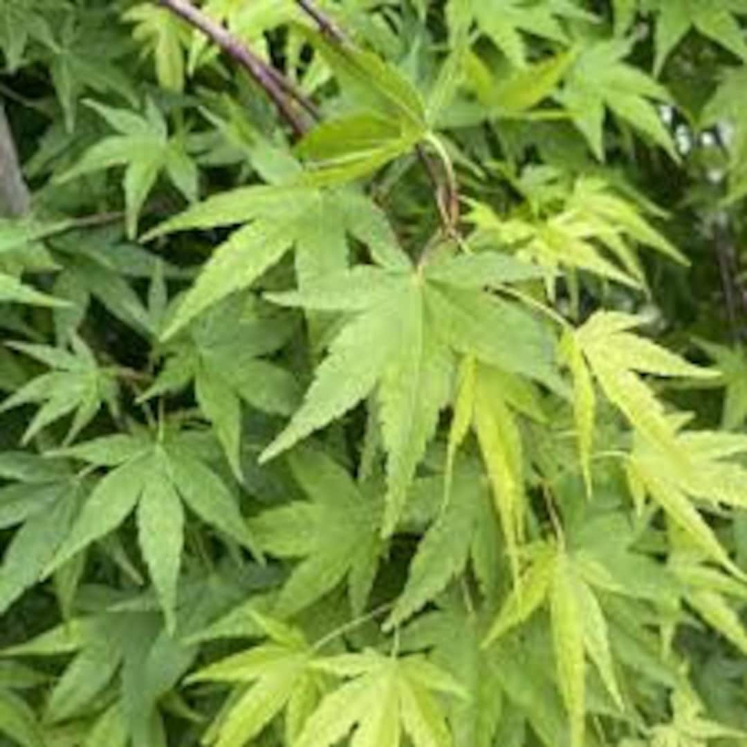 Japanese Maple 'ryusen' Acer Palmatum dormant Live Tree Grafted Weeping ...