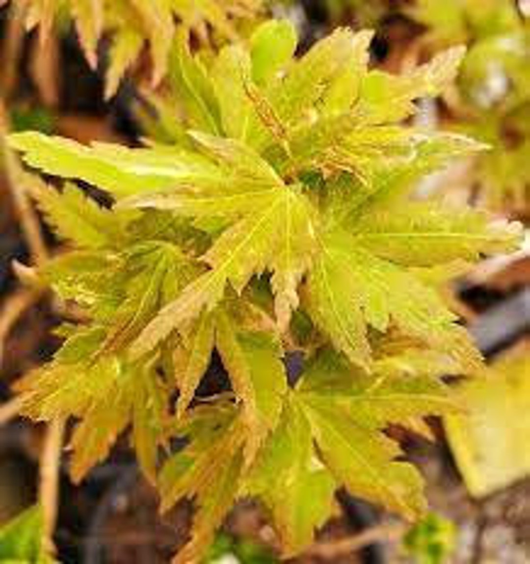 Japanese Maple 'ryugu' Acer Palmatum Live Tree Grafted Dwarf Variegated ...
