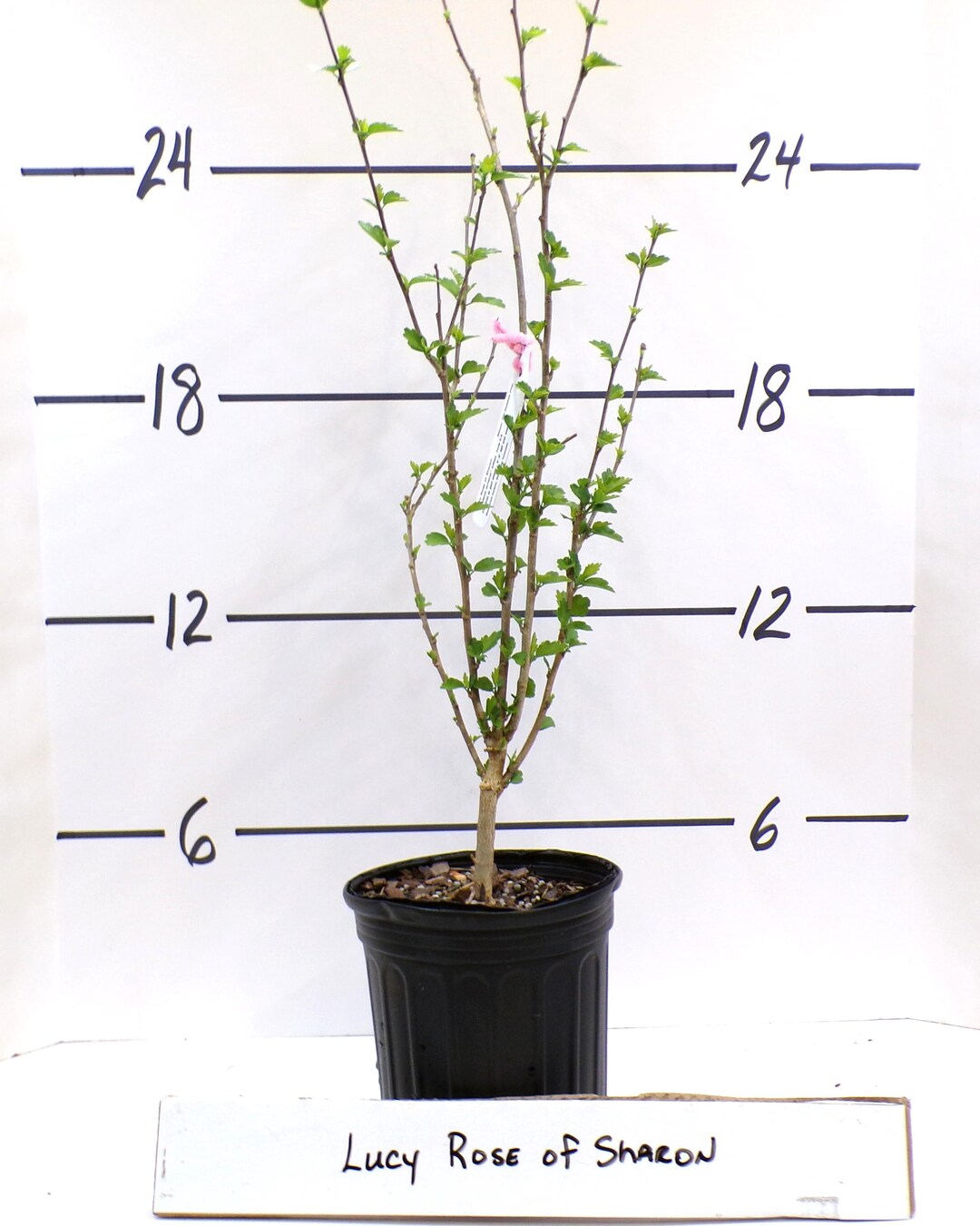 Hibiscus Syriacus 'lucy' Althea Rose of Sharon Live Plant Perennial ...