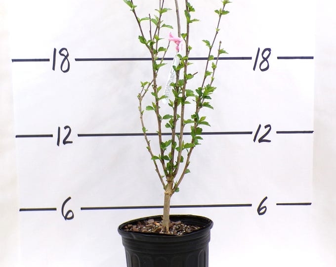 Hibiscus Syriacus 'lucy' Althea Rose of Sharon Live Plant Perennial ...