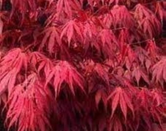 Japanese Maple 'geisha Gone Wild' Acer Palmatum Live Tree Grafted ...