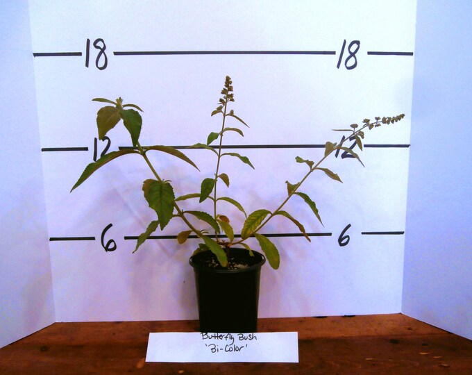 Butterfly Bush Buddleia X Weyeriana 'bi-color' Live Plant *DORMANT ...