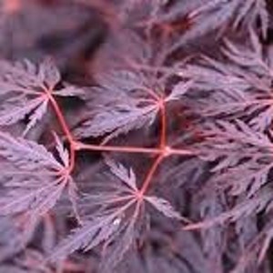 Japanese Maple 'firecracker' Acer Palmatum Dissectum Live Grafted Tree ...