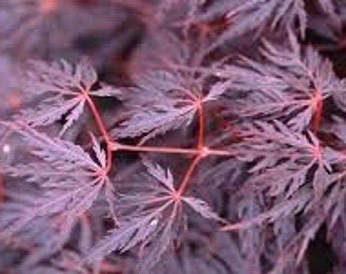 Japanese Maple 'firecracker' Acer Palmatum Dissectum Live Grafted Tree ...