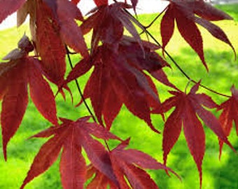 Japanese Maple 'rainbow' Acer Palmatum Live Dormant Grafted Tree ...
