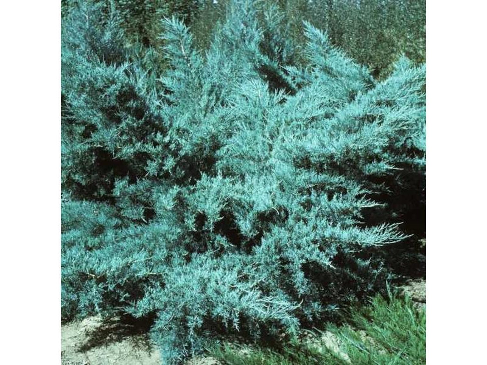 Juniper 'blue Pfitzer' Juniperus Chinensis 'glauca Pfitzeraiana' Live ...