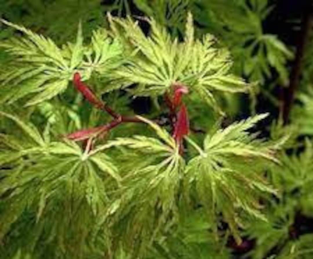 Japanese Maple 'viridis' Acer Palmatum Dissectum Live High Graft Tree ...