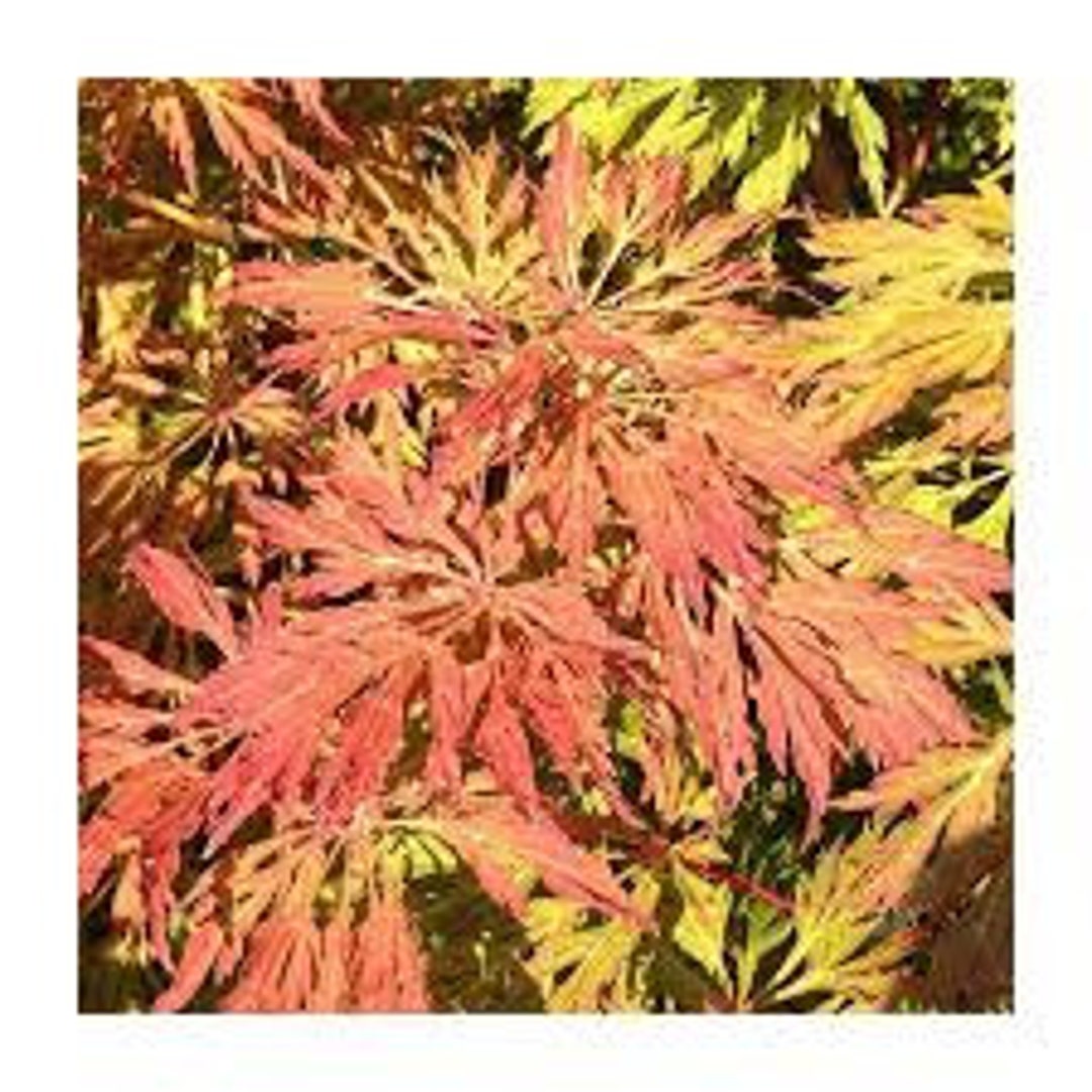 Japanese Maple 'green Cascade' Full Moon Acer Japonicum Live Tree ...