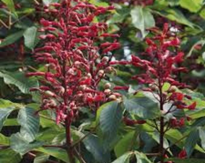 Dwarf Red Buckeye Aesculus Pavia Live Native Tree Red Bottlebrush ...