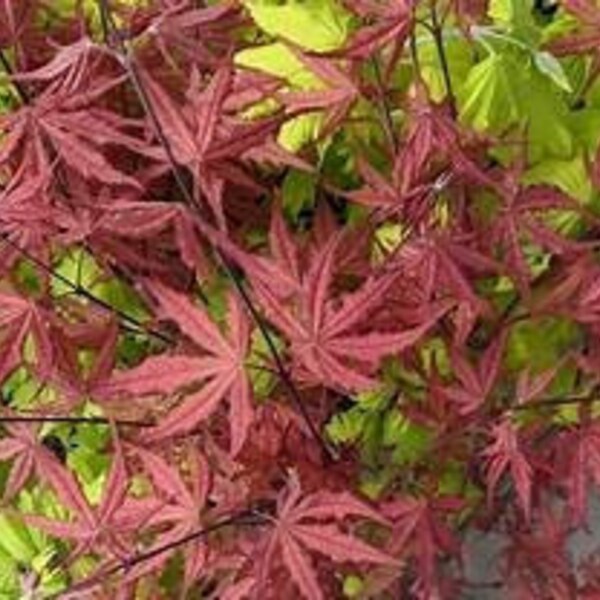 Purple Ghost Japanese Maple - Etsy