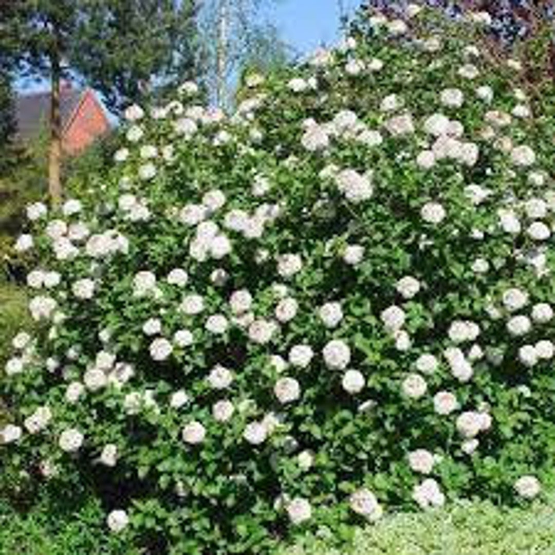 Fragrant Snowball Viburnum X Carlcephalum Live Bareroot Dormant Plant ...