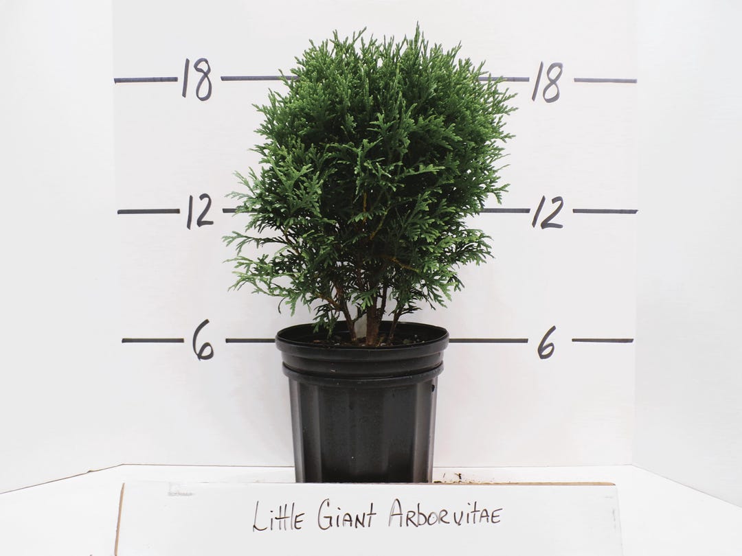 Dwarf Arborvitae 'little Giant' Thuja Occidentalis Live Plant Evergreen Globe Shaped---easy to ...