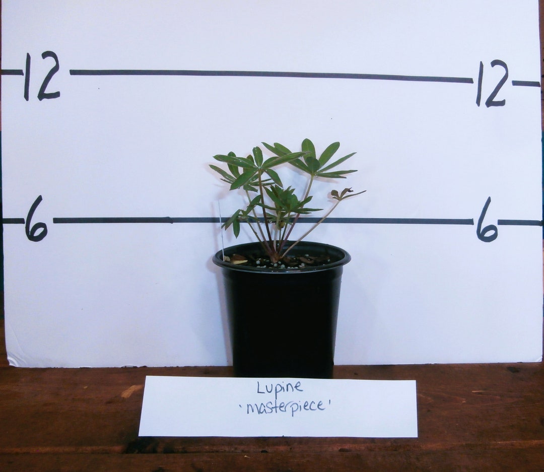 Lupine 'masterpiece' Lupinus Live Plant Perennial Purple & Magenta ...