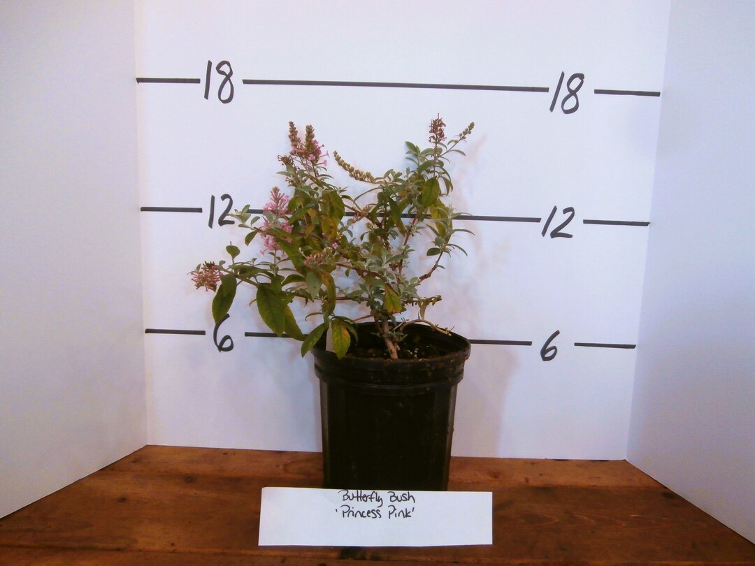 Butterfly Bush 'princess Pink' Buddleia Davidii Live Plant *DORMANT ...