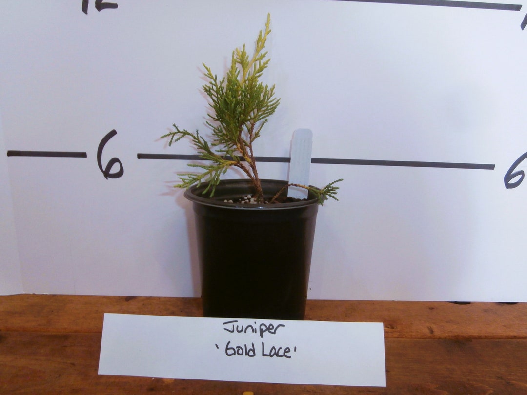 3 Juniper 'gold Lace' Juniperus Chinensis Live Starter Plant Evergreen ...