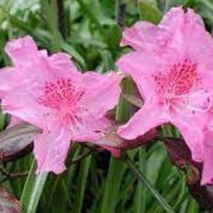 Rhododendron 'midnight Ruby' Live dormant Plant Evergreen Flowering ...