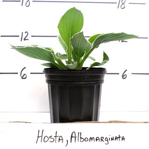Hosta 'albomarginata' Live Plant Shade Perennial Wavy Edge Variegated ...
