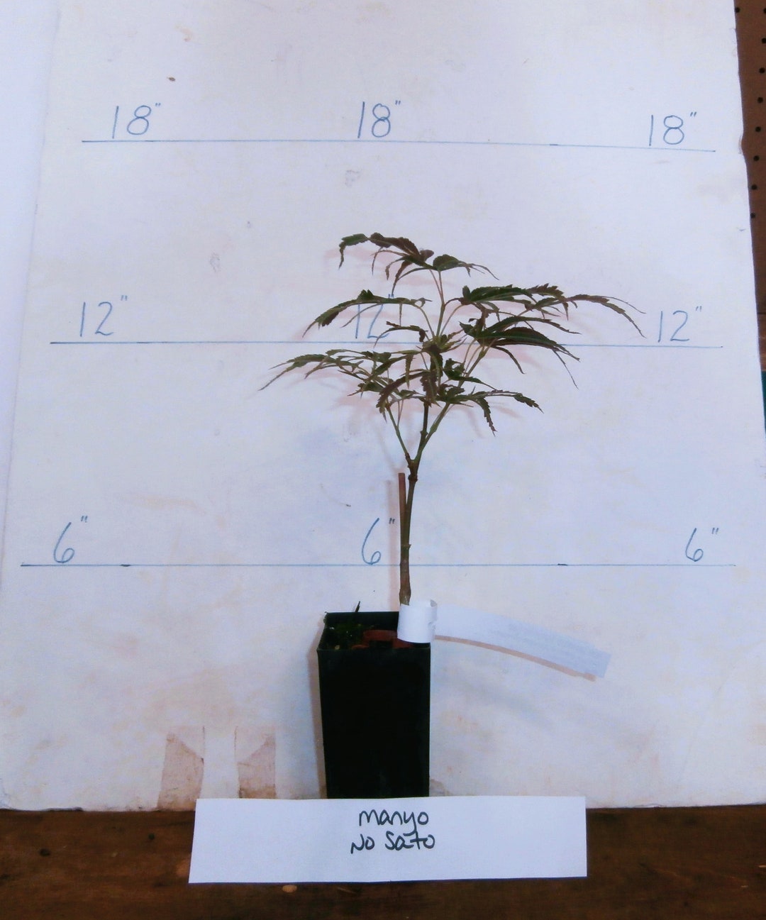 Japanese Maple 'manyo No Sato' Acer Palmatum Live Grafted Tree SEMI ...