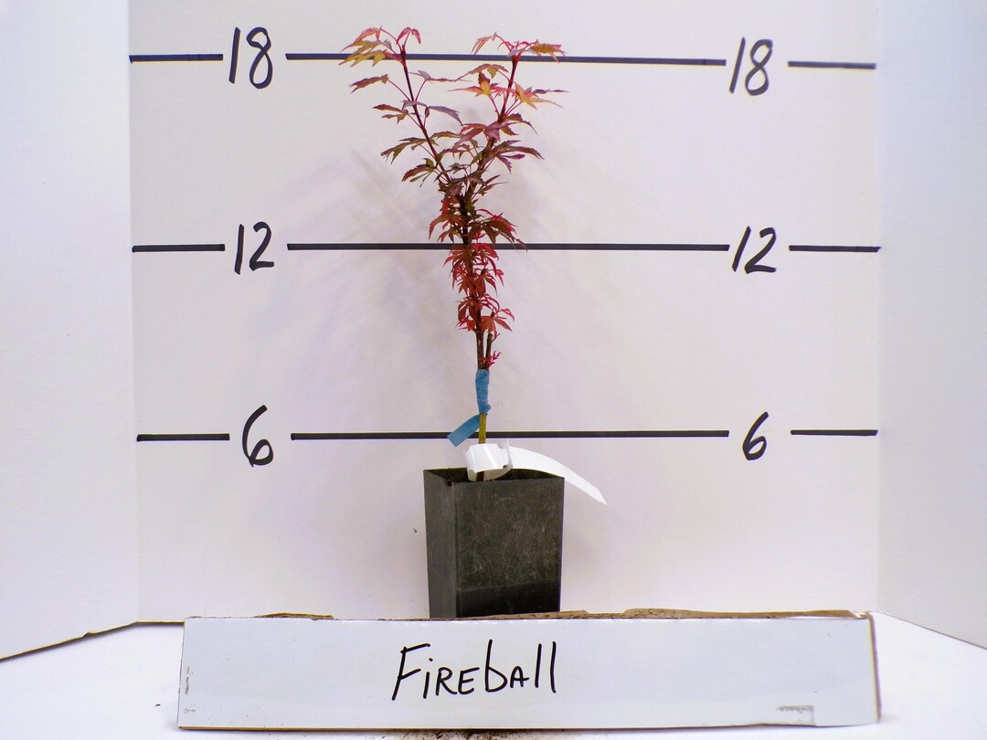 Dwarf Japanese Maple 'fireball' Acer Palmatum Live Grafted Tree Red ...