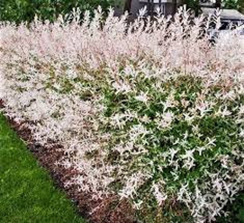 Dappled Willow 'hakuro-nishiki' Salix Integra Live Plant Perennial Tree ...