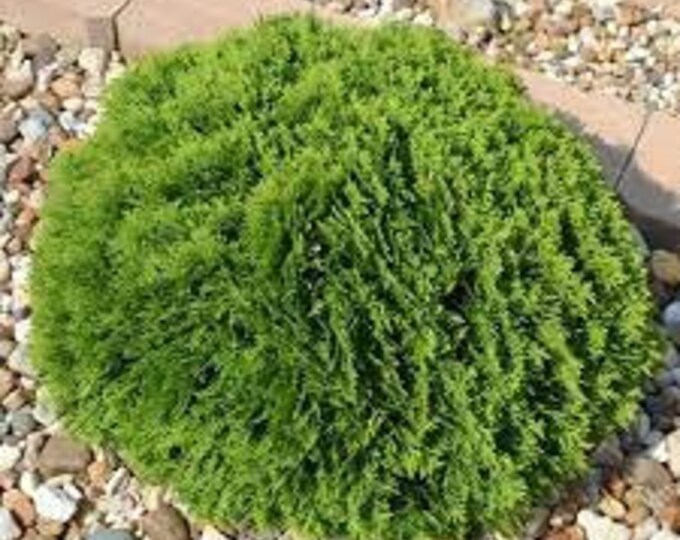 3 'hetz Midget' Arborvitae Thuja Occidentalis Bareroot Dormant Live ...