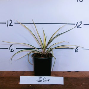 Yucca Filamentosa 'color Guard' Live Evergreen Plant Variegated Yellow ...