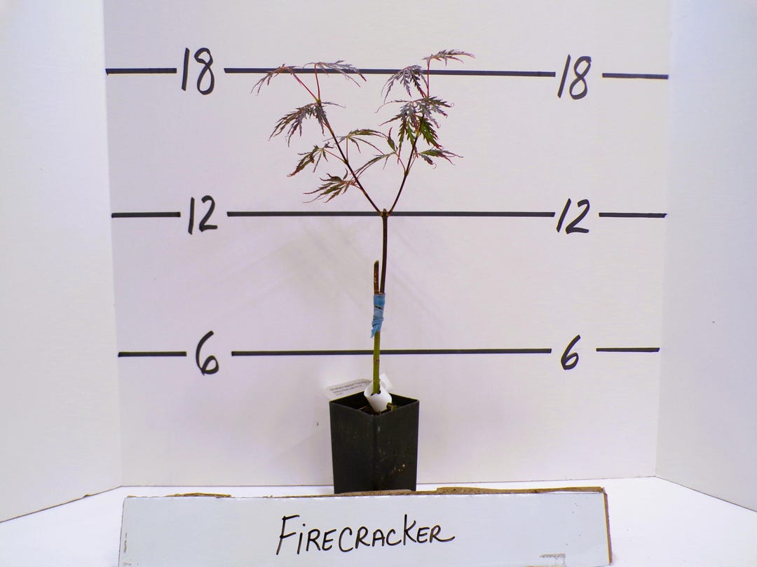 Japanese Maple 'firecracker' Acer Palmatum Dissectum Live Grafted Tree ...