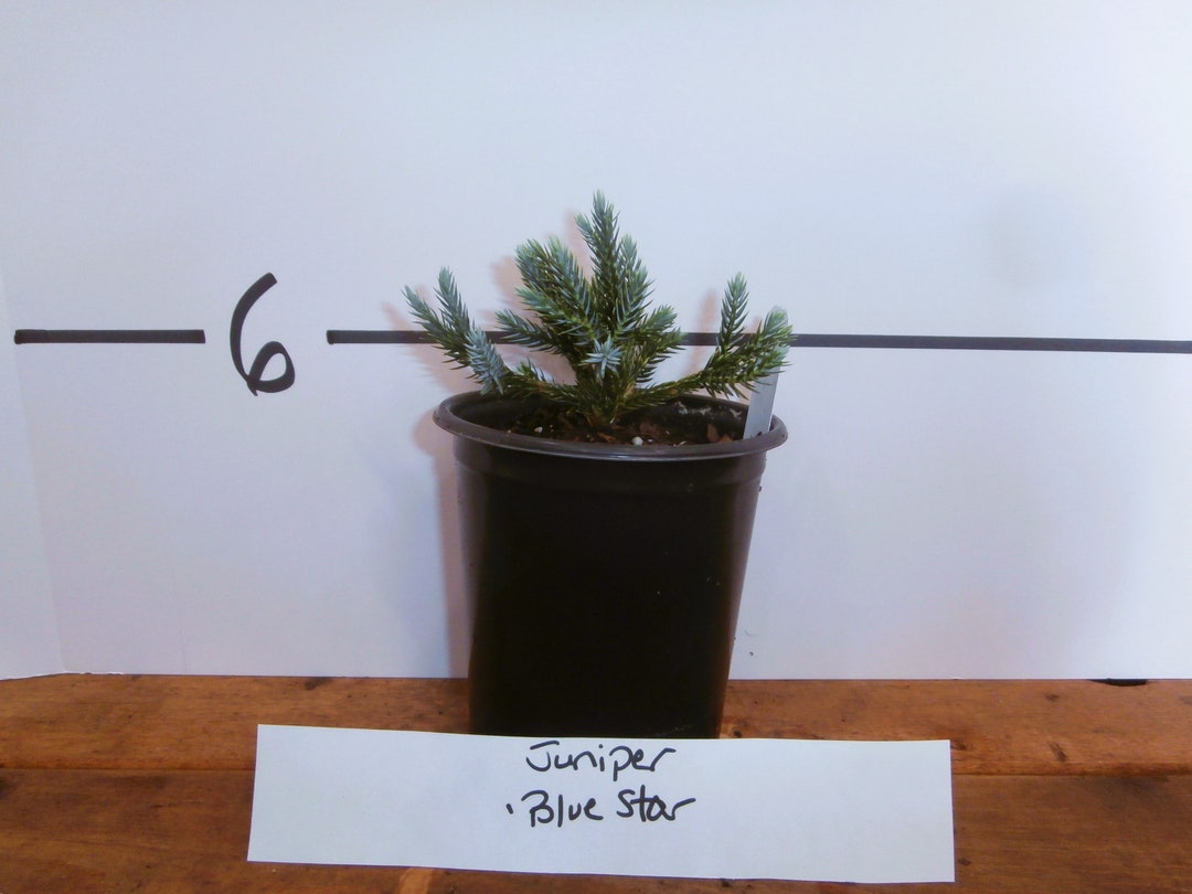 3 - Juniper 'blue Star' Juniperus Squamata Live Plant Evergreen Conifer ...