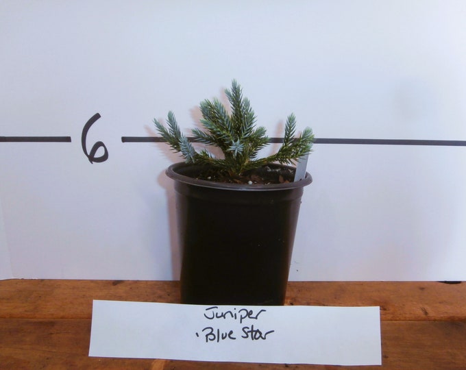 3 - Juniper 'blue Star' Juniperus Squamata Live Plant Evergreen Conifer ...