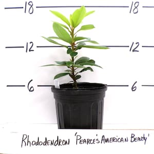 Rhododendron 'pearce's American Beauty' Live Plant Evergreen Rose Pink ...