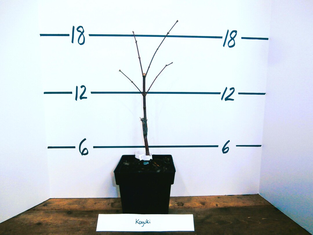 Japanese Maple 'koyuki' Acer Palmatum Live SEMI-DORMANT Grafted Tree ...