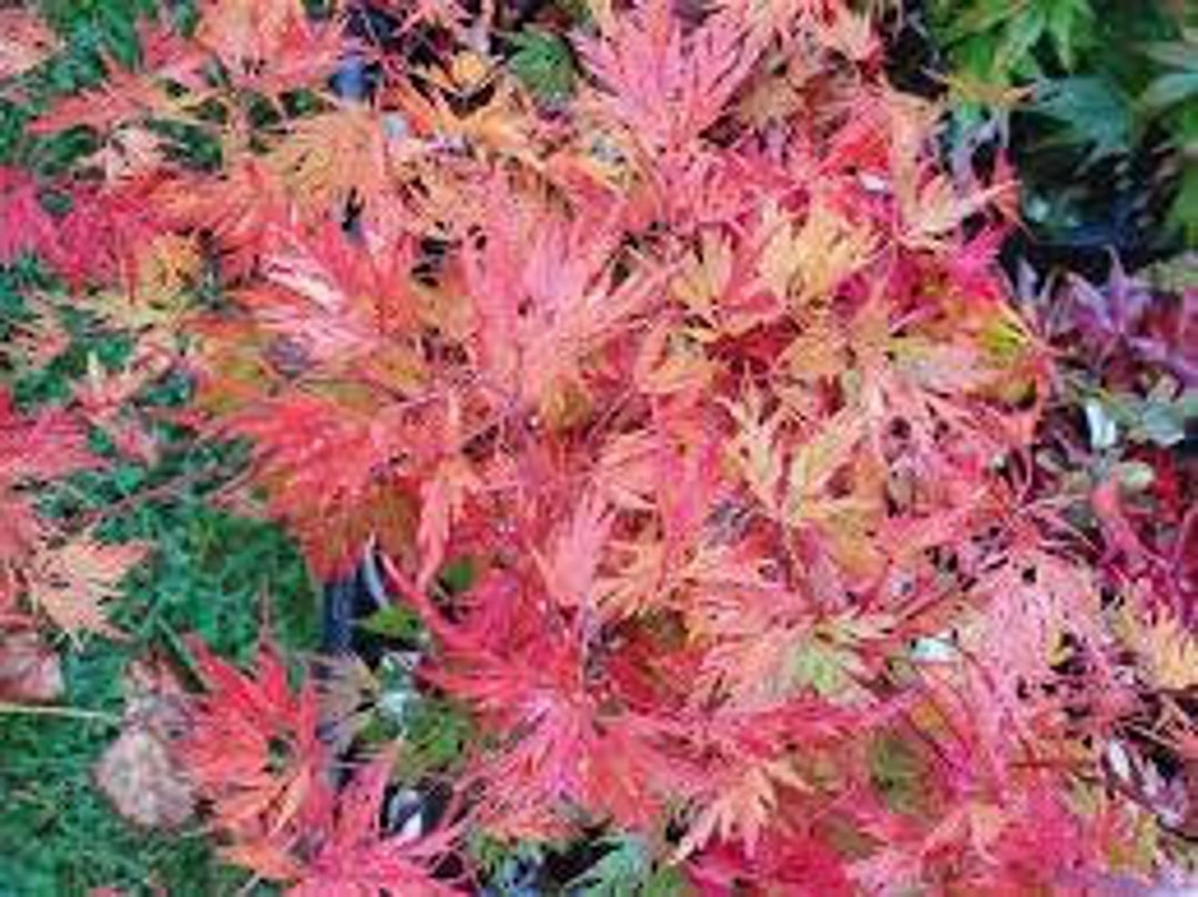 Japanese Maple 'seiryu' Acer Palmatum Dissectum Live - Etsy