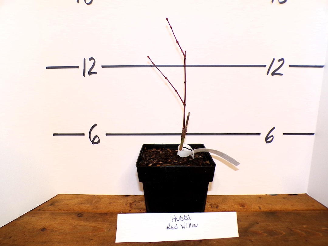 Japanese Maple 'hubb's Red Willow' Acer Palmatum Live Grafted Tree Red ...