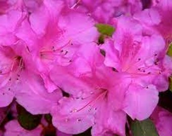 Purple Azalea Plant - Etsy