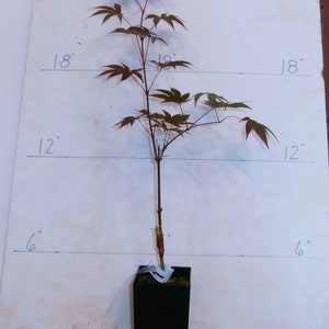 Japanese Maple Emperor Tree - Etsy