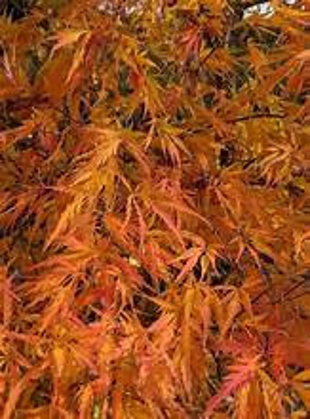 Japanese Maple 'germaine's Gyration' Acer Palmatum Live Grafted Tree ...