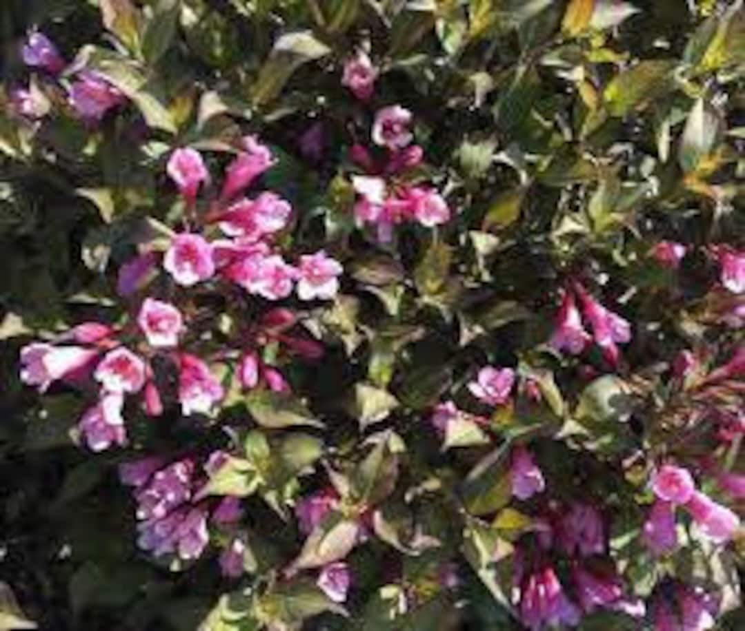 Weigela Florida 'java Red' Live Plant Flowering Shrub Purple/green ...