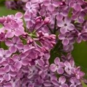 Lilac X Syringa 'declaration' Live Plant Flowering Shrub Fragrant ...