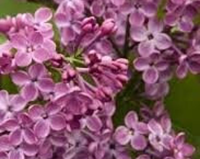 Lilac X Syringa 'declaration' Live Plant Flowering Shrub Fragrant ...