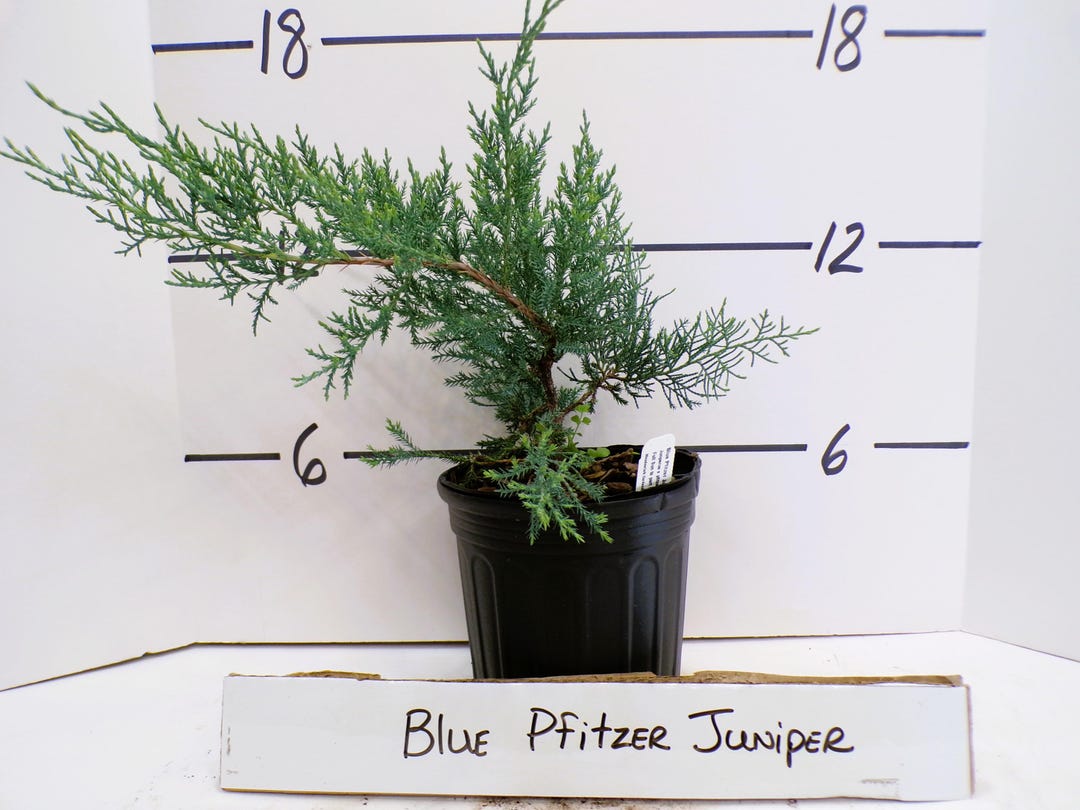 Juniper 'blue Pfitzer' Juniperus Chinensis 'glauca Pfitzeraiana' Live ...