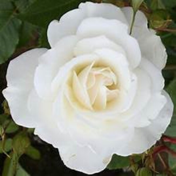 Eden Rose Climbing - Etsy