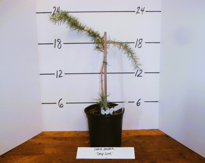 Cedrus Deodara 'deep Cove' Himalayan Cedar Live Plant Dwarf Conifer ...
