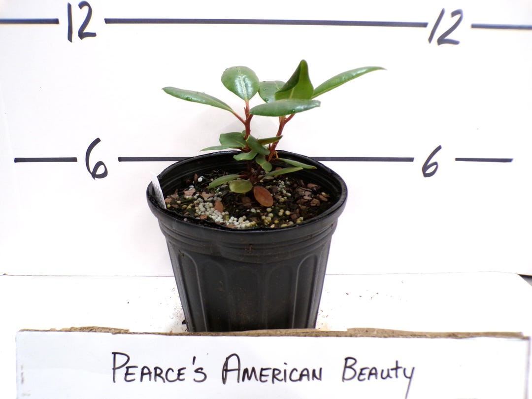 Rhododendron 'pearce's American Beauty' Live Plant Evergreen Rose Pink ...